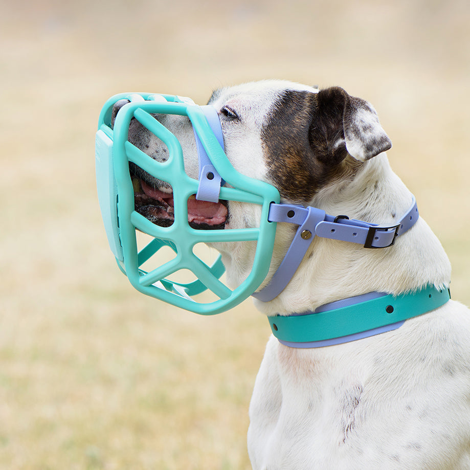 Chin Strap– The Muzzle Movement