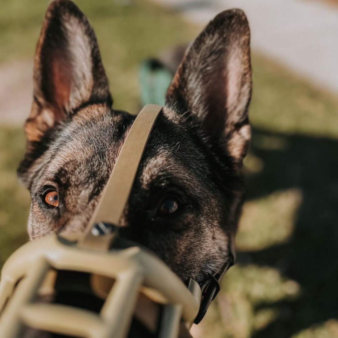 Head Strap– The Muzzle Movement