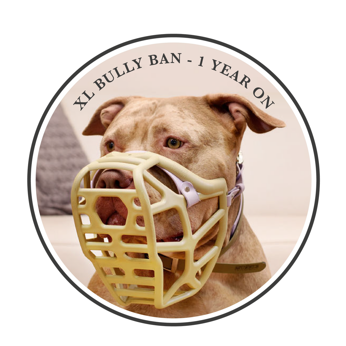 XL Bully Ban – 1 year on– The Muzzle Movement