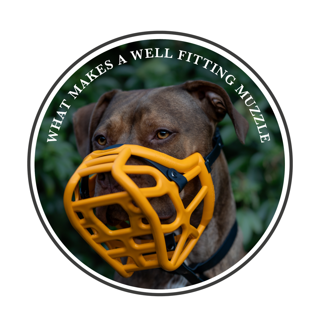 All you need to know about what makes a well fit muzzle!– The Muzzle ...