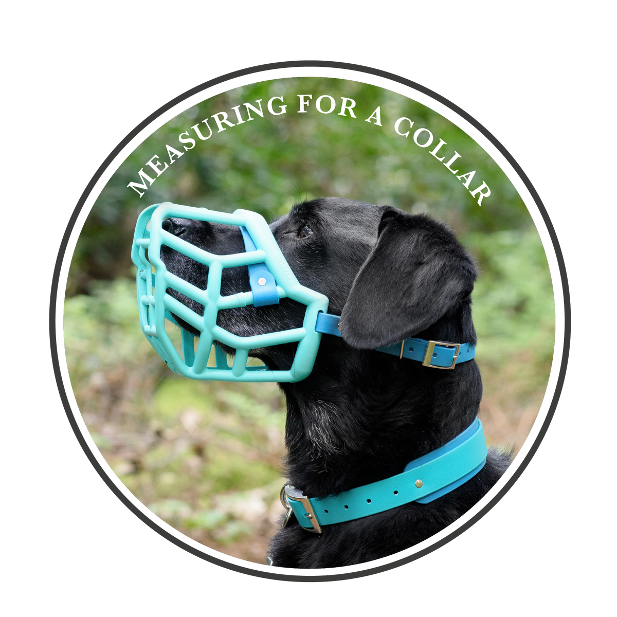 Measuring for a collar– The Muzzle Movement