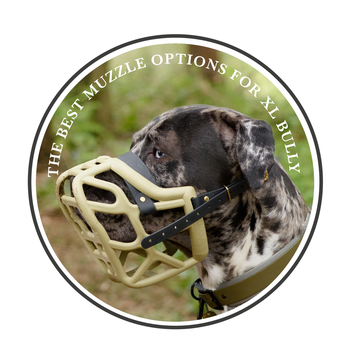 The Best Muzzle Options for XL Bully Breeds: A Comprehensive Guide– The ...