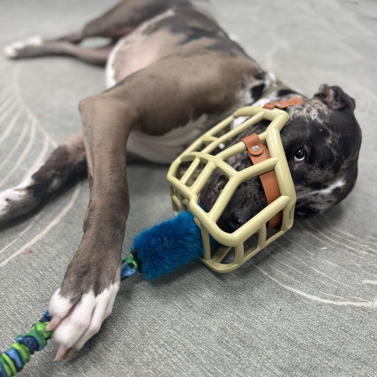 Muzzle Friendly Dog Toys– The Muzzle Movement