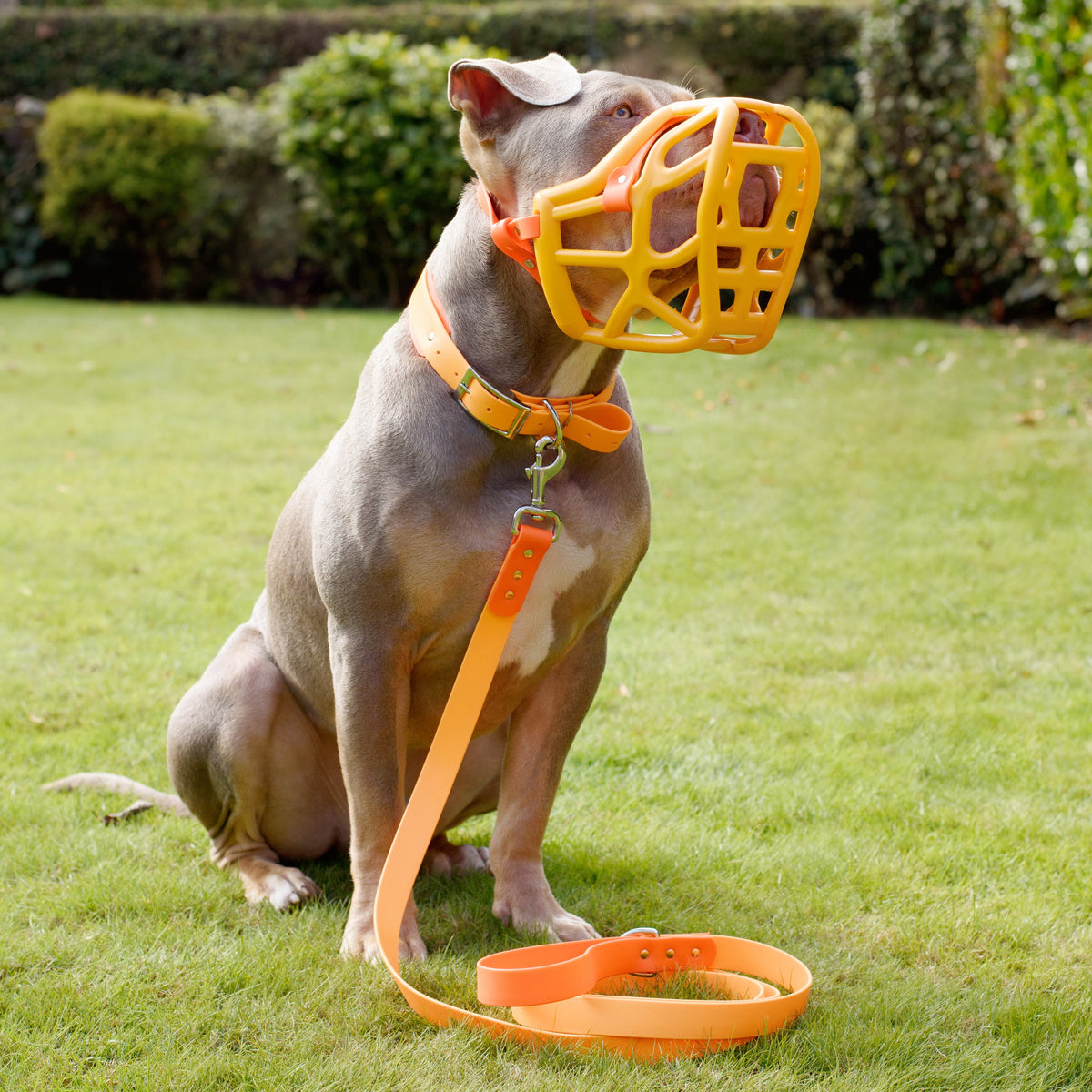 Leads & Collars, Longlines and Muzzle, Collar & Lead Sets– The Muzzle ...