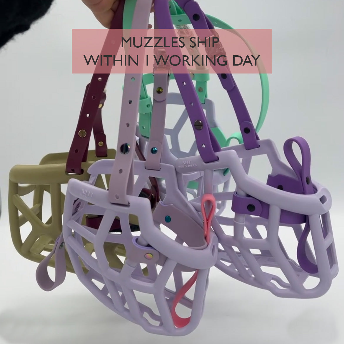 Dog Muzzles shipped within 1 working day– The Muzzle Movement