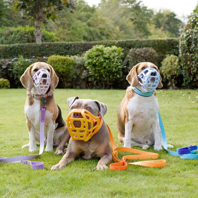Customisable Collars and Leads– The Muzzle Movement