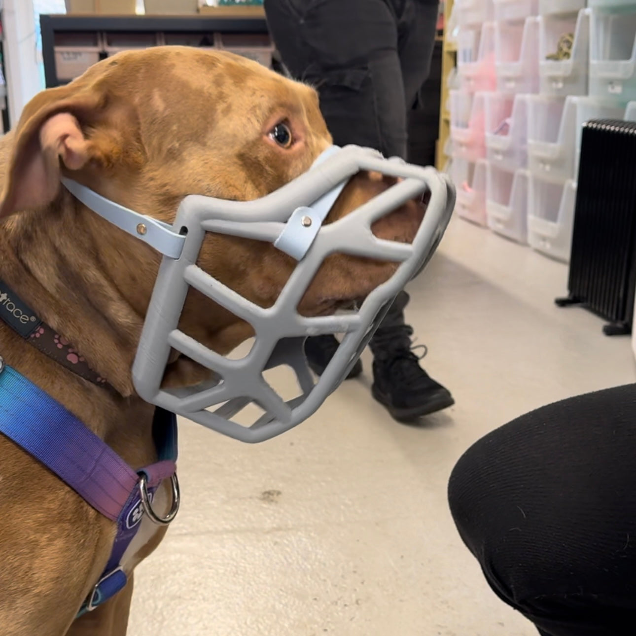 Mitzy - *NEW* coming soon!– The Muzzle Movement