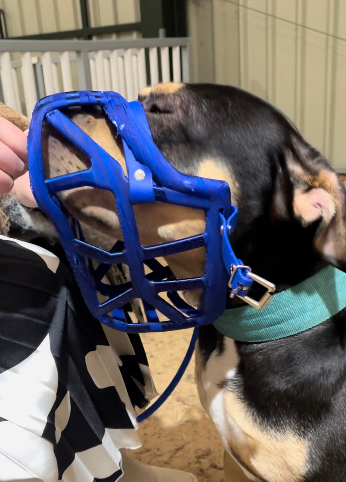 Mitzy - *NEW* coming soon!– The Muzzle Movement