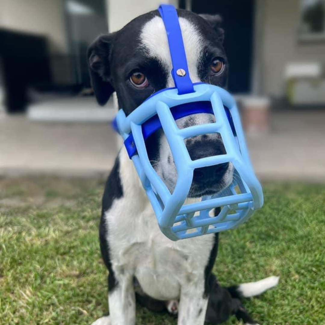 Size Sunny– The Muzzle Movement