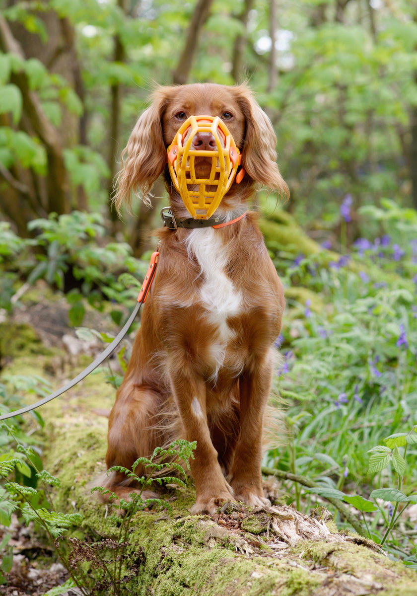 Size Rex– The Muzzle Movement