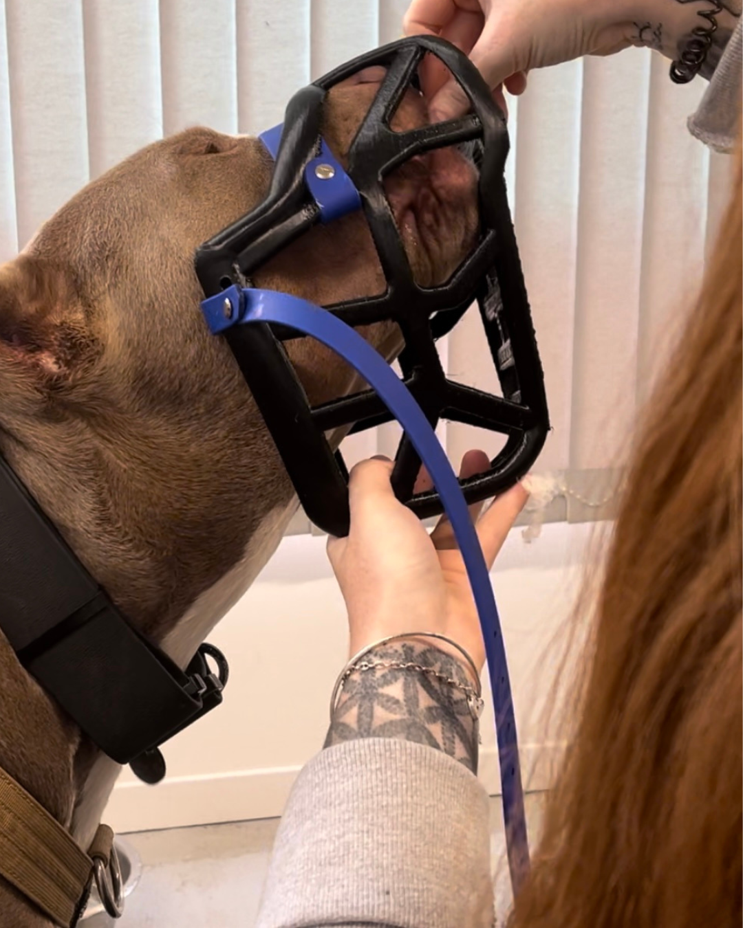 Mitzy - *NEW* coming soon!– The Muzzle Movement