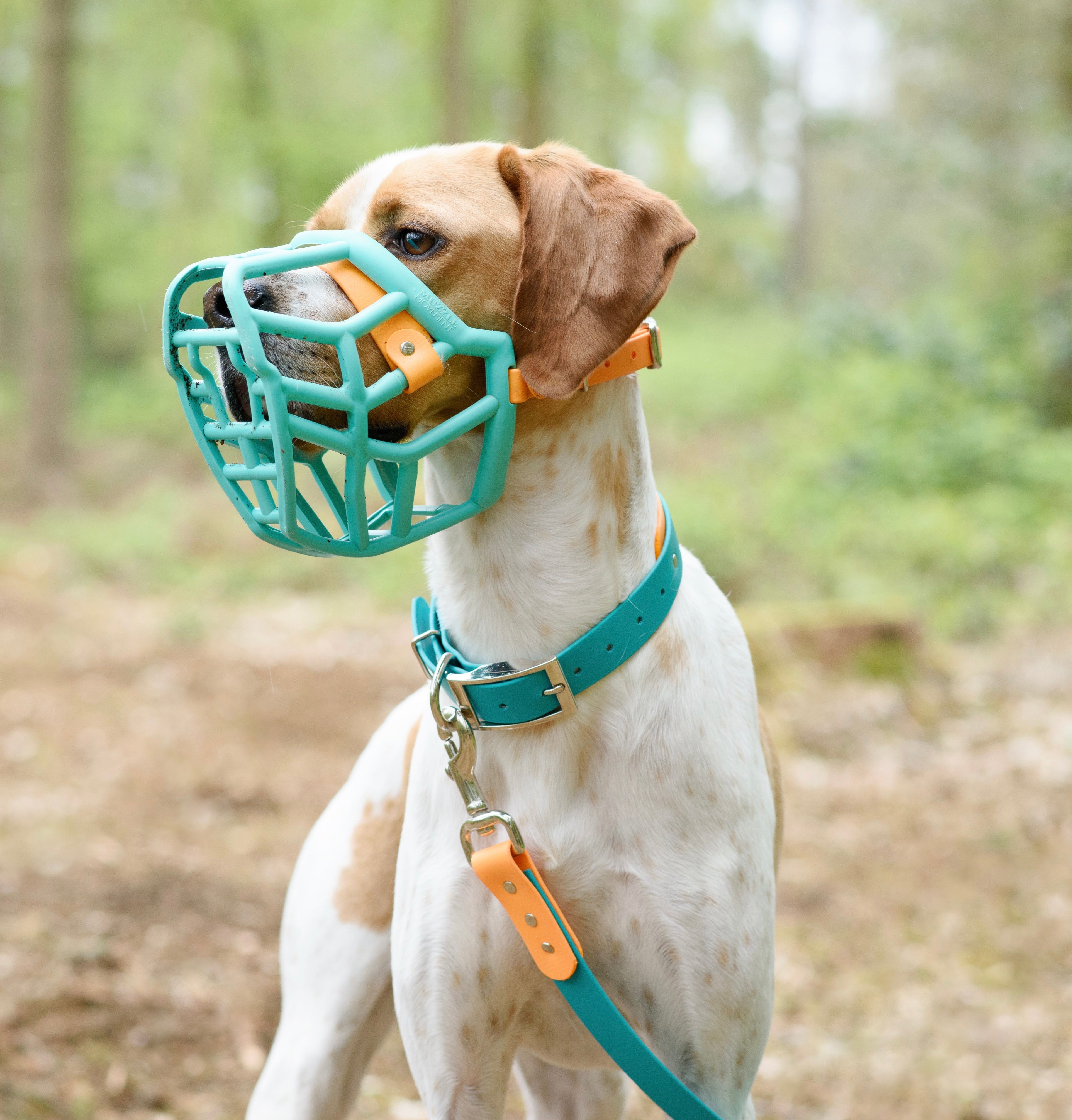 Teal Dog Muzzle, Collar & Lead Set– The Muzzle Movement