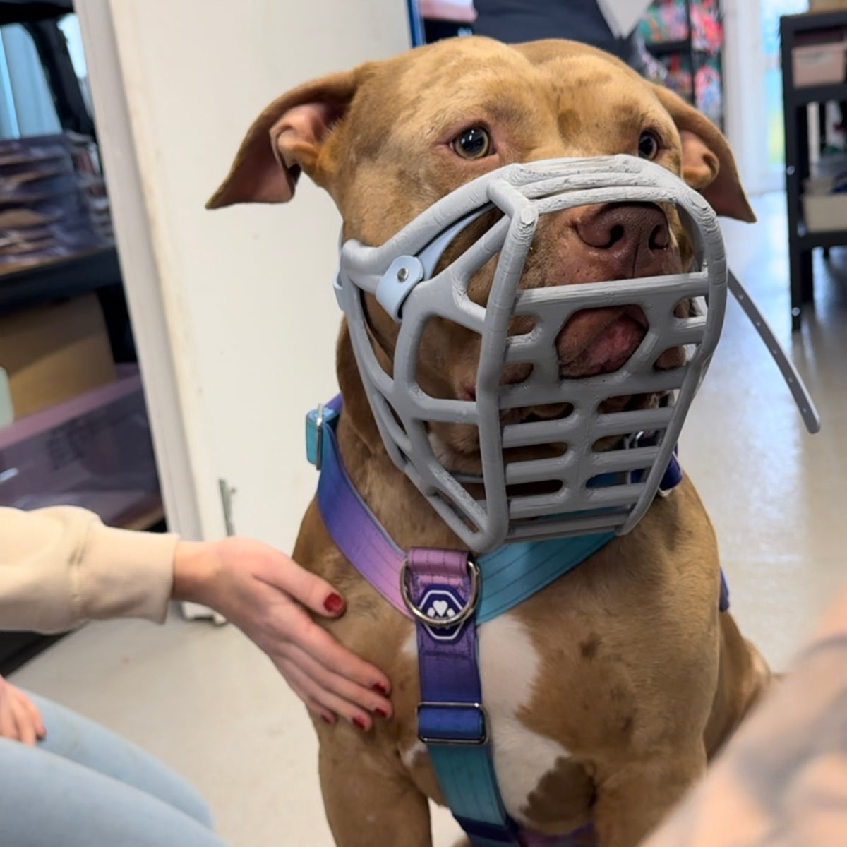 Mitzy - *NEW* coming soon - Customisable– The Muzzle Movement