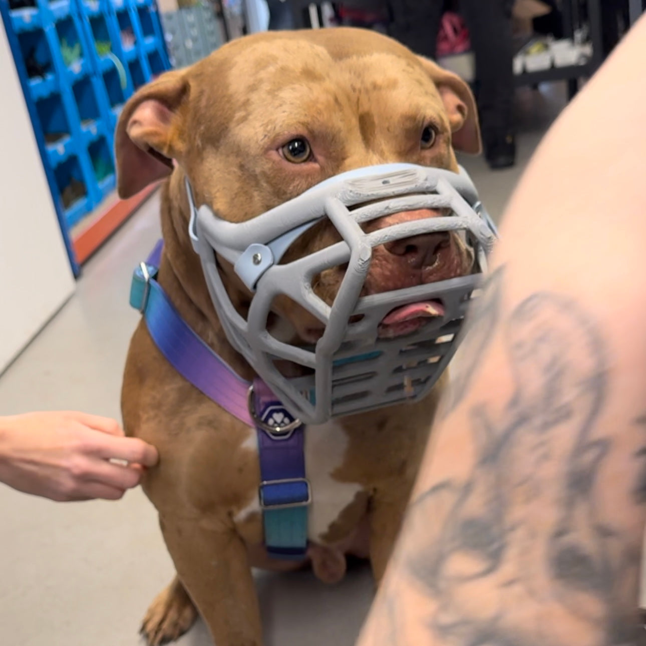 Mitzy - *NEW* coming soon - Customisable– The Muzzle Movement