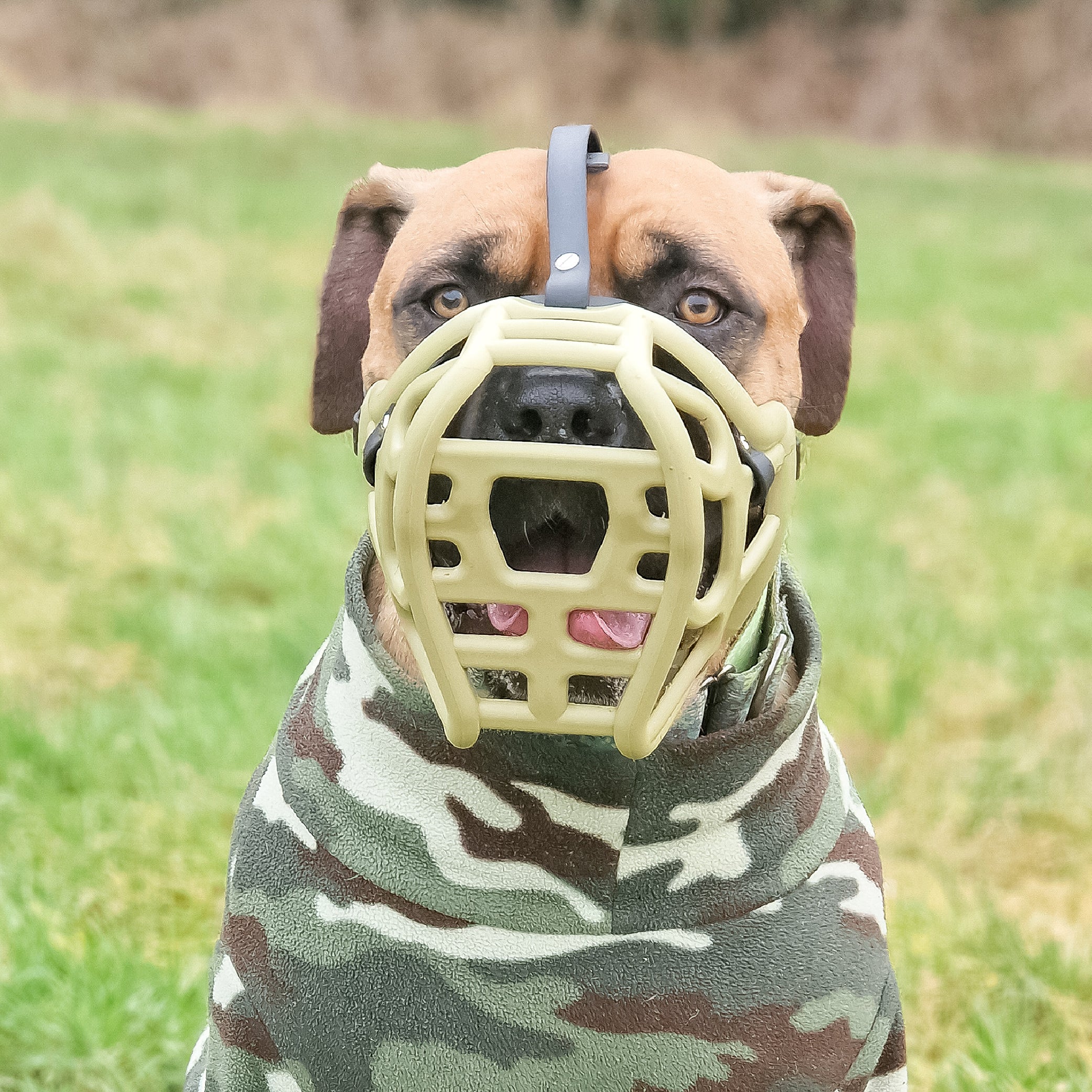 Head Strap– The Muzzle Movement