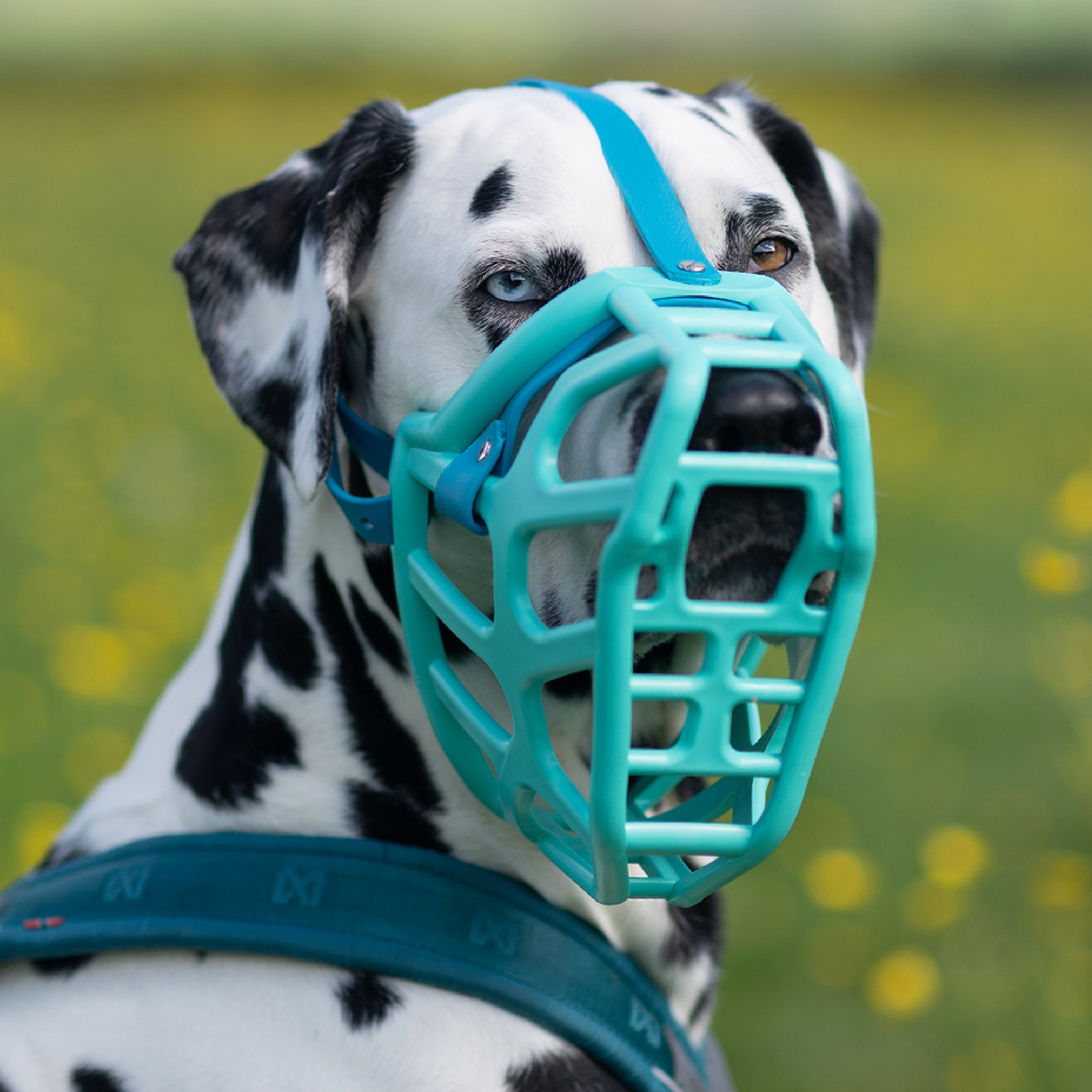 Head Strap– The Muzzle Movement