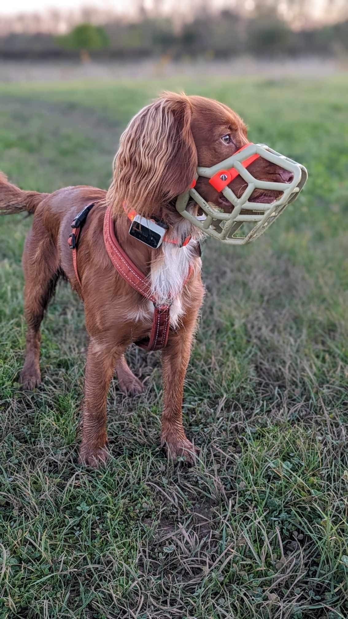 Size Rex– The Muzzle Movement