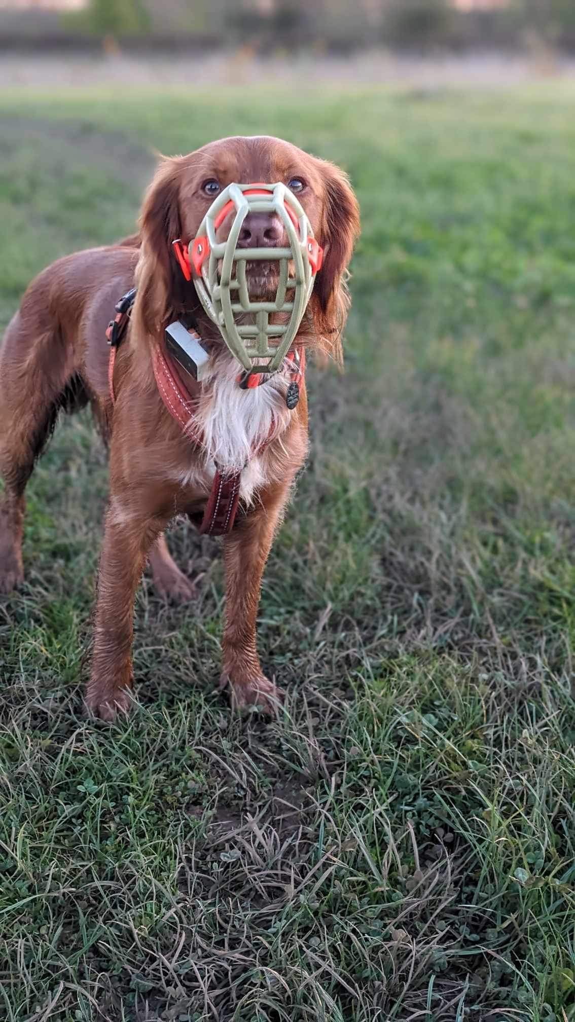 Size Rex– The Muzzle Movement