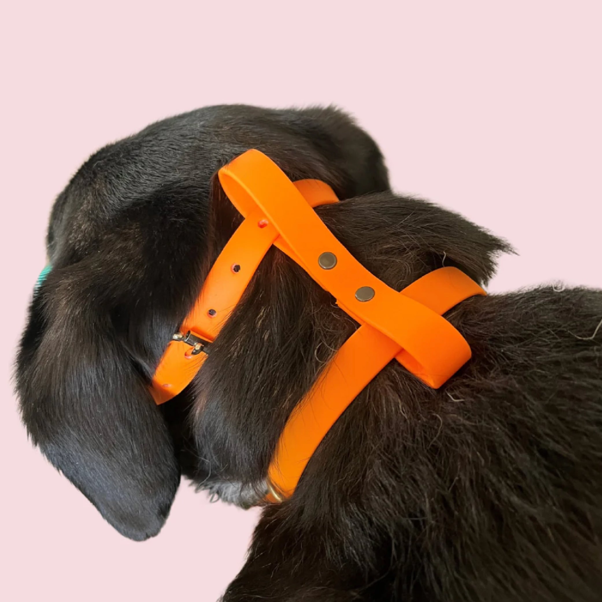 Muzzle Stop– The Muzzle Movement