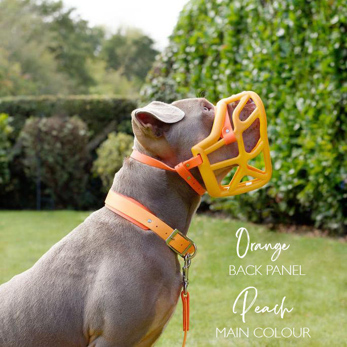 Dual Tone Collar - customisable– The Muzzle Movement