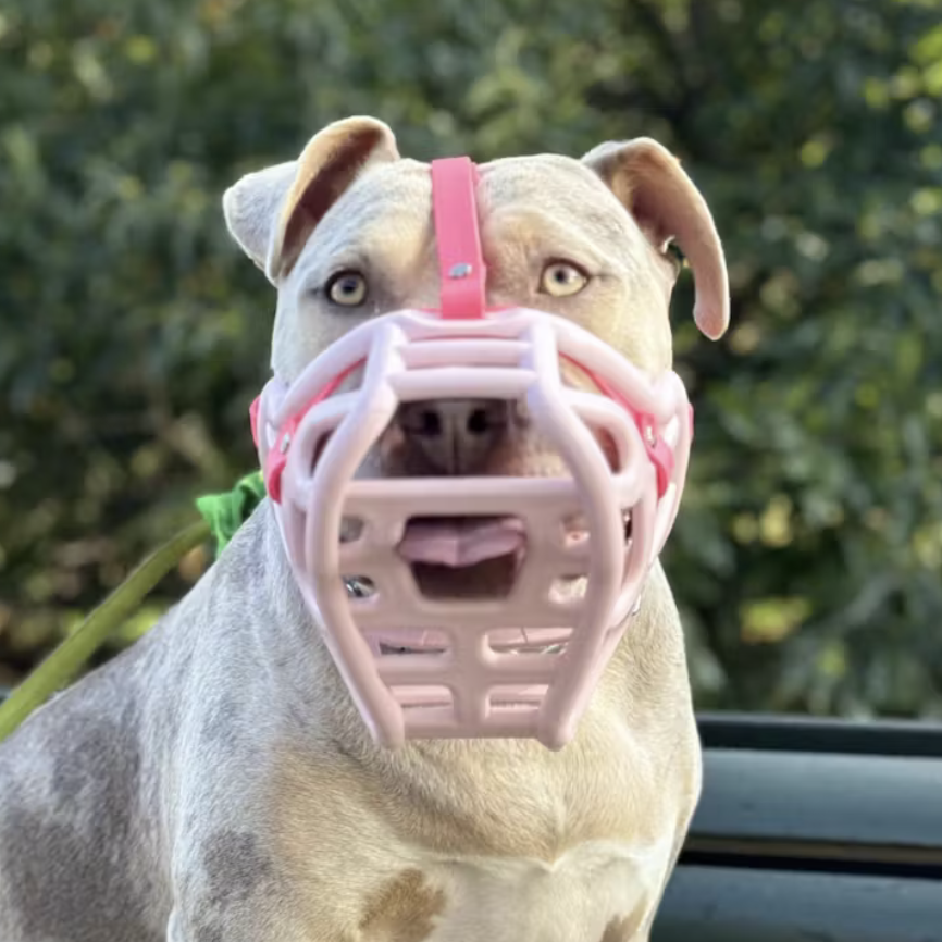 Head Strap– The Muzzle Movement