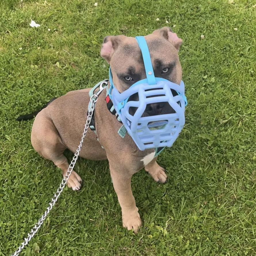 Head Strap– The Muzzle Movement