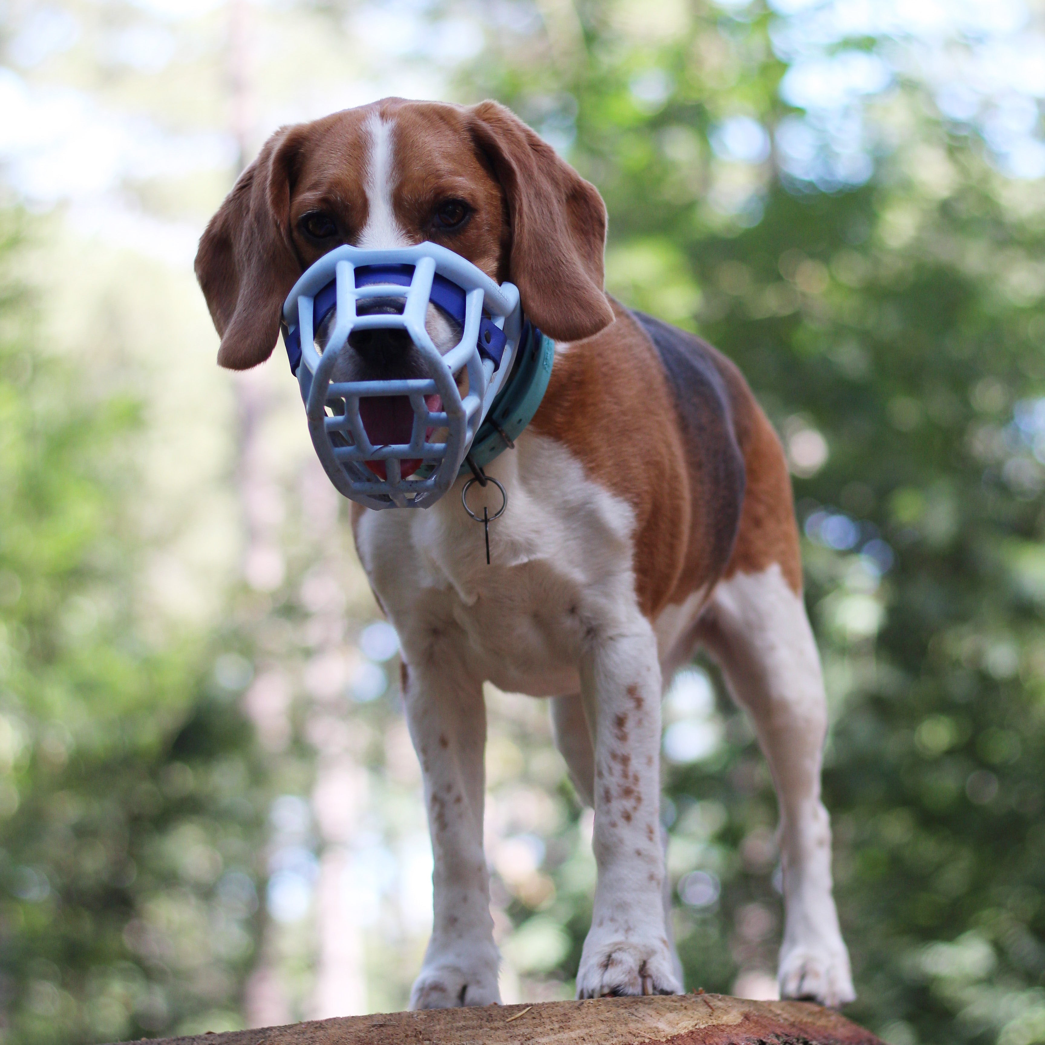 Size Tolly Dog Muzzle - Made to order muzzle with colour customisation ...