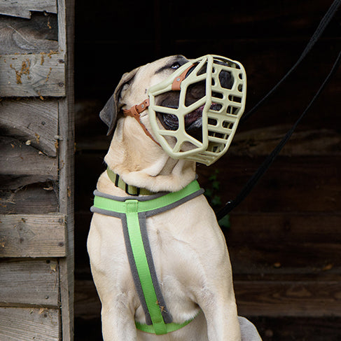 Chin Strap– The Muzzle Movement