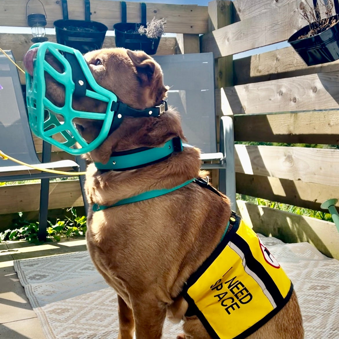 Size Harry 2.0 Dog Muzzle - Made to order muzzle with colour customisa ...