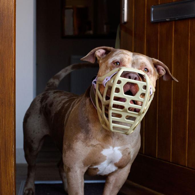 Size Mitzy Dog Muzzle - Made to order muzzle with colour customisation ...