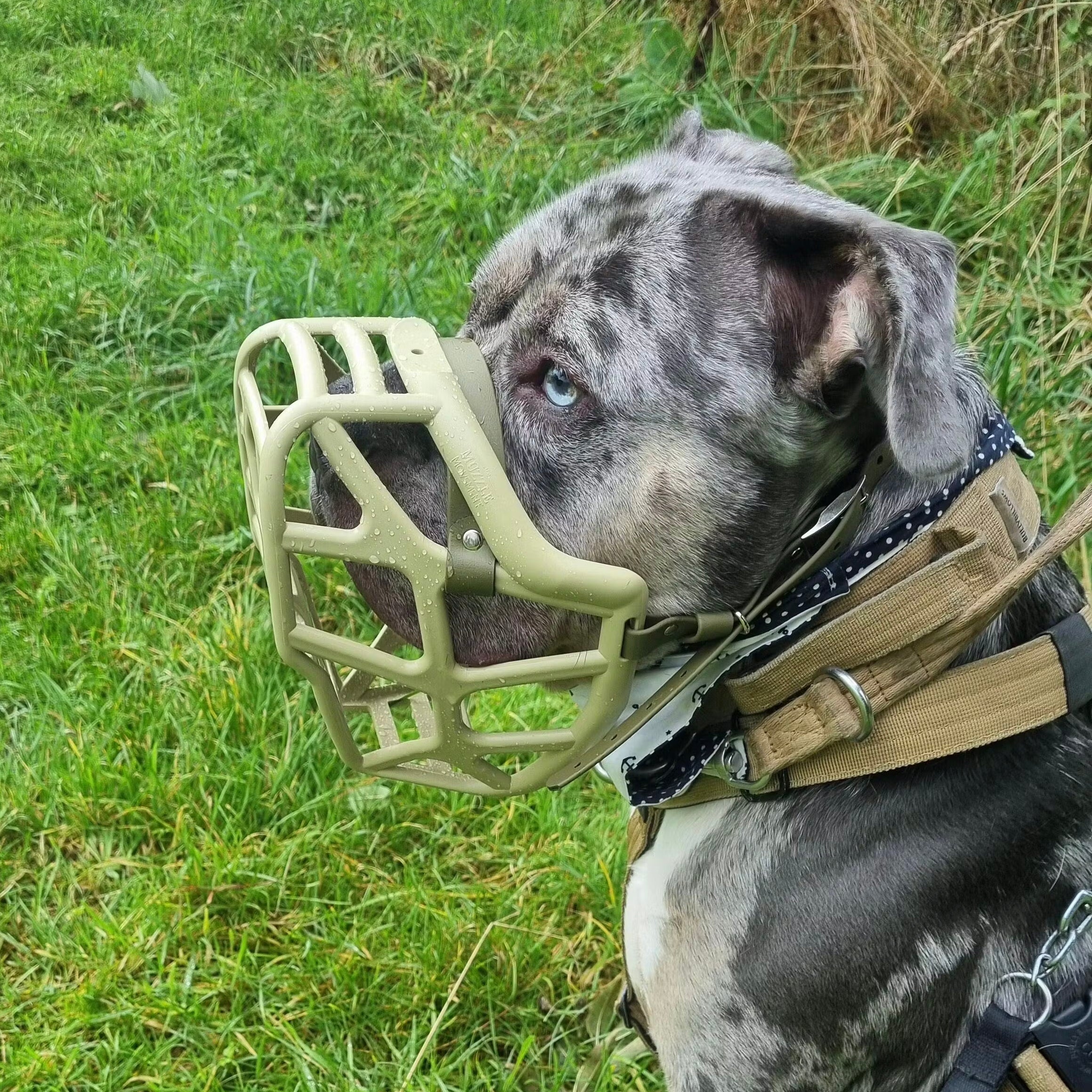 Size Mitzy - Made to order muzzle with colour customisation– The Muzzle Movement