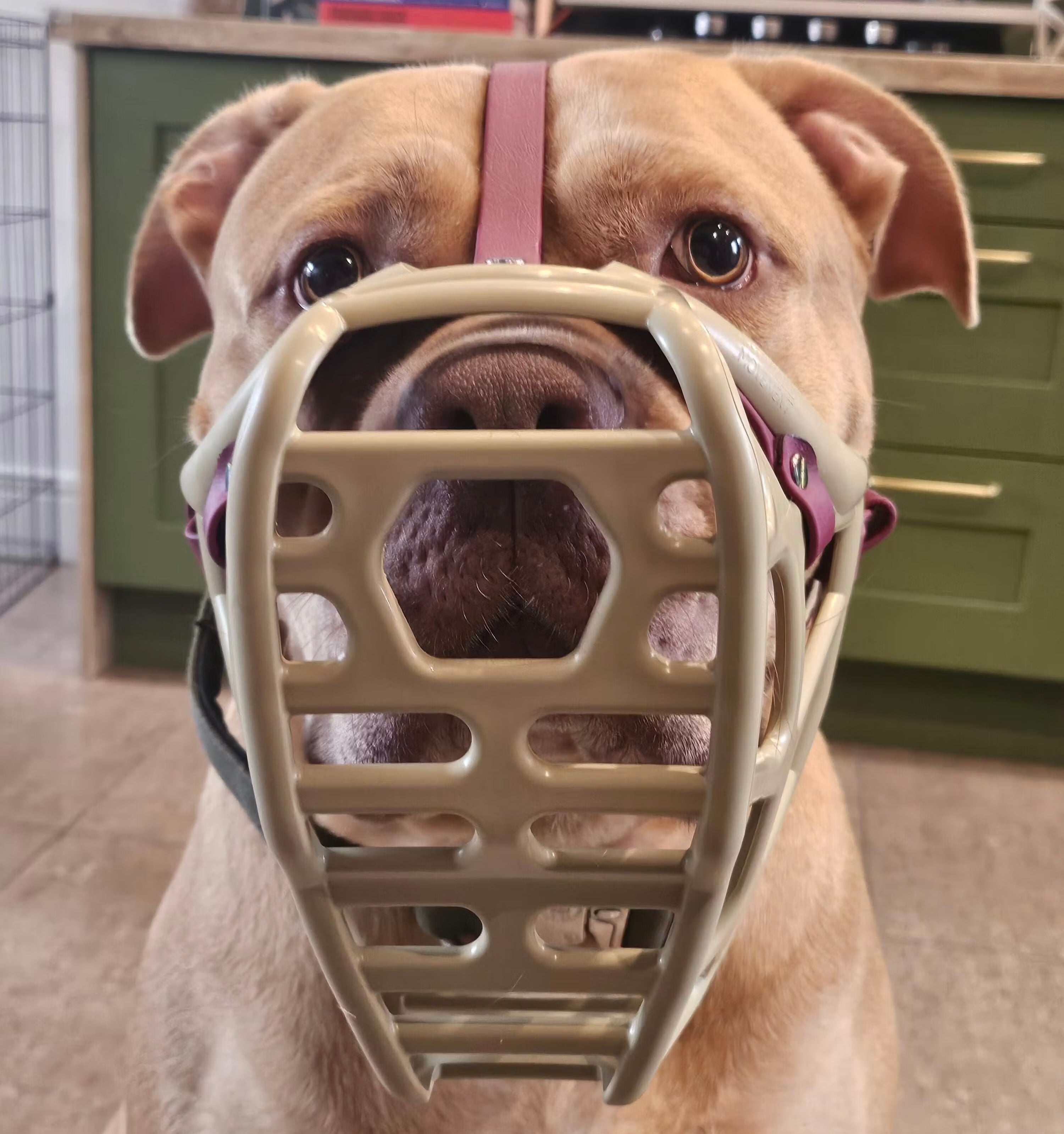 Size Mitzy Dog Muzzle - Made to order muzzle with colour customisation ...