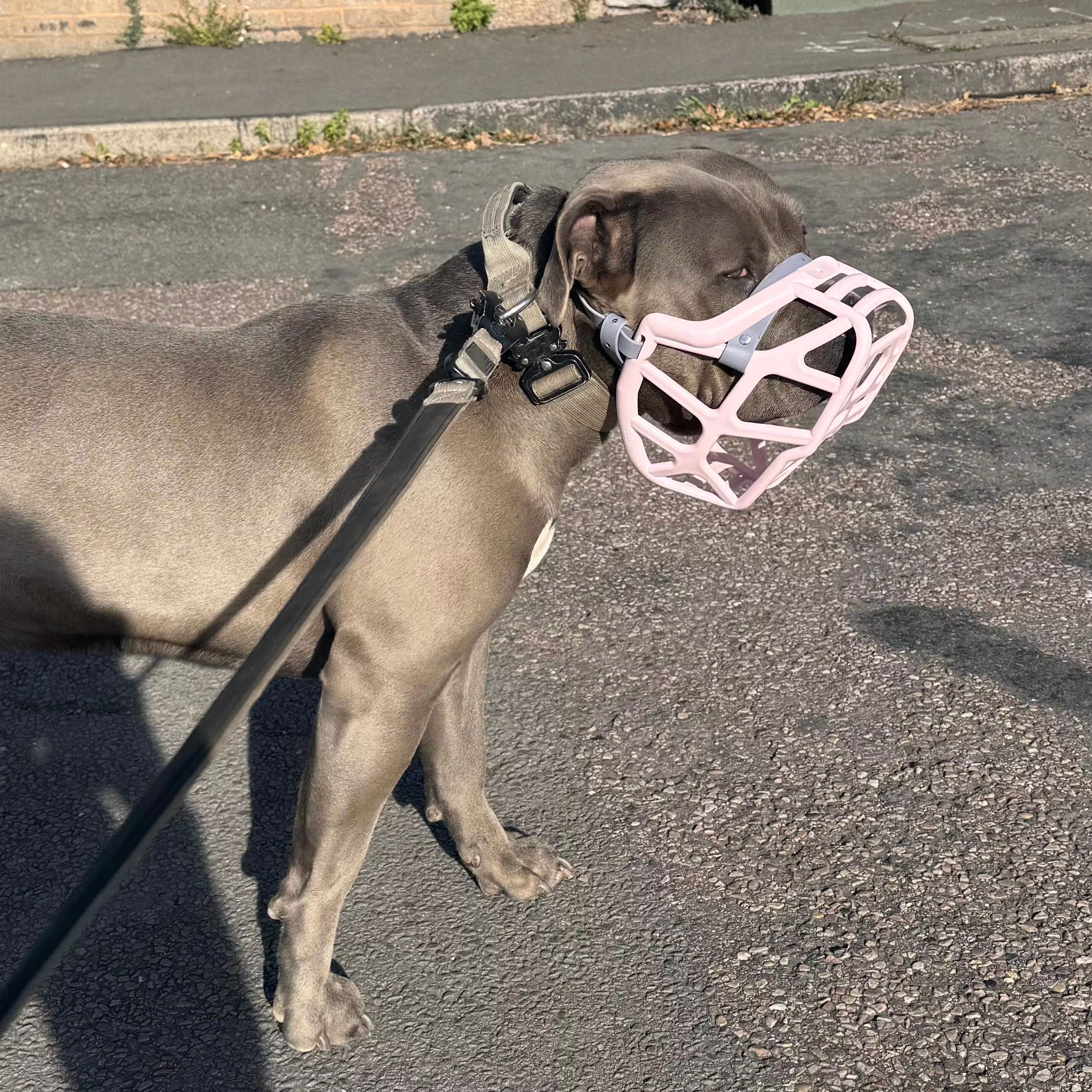 Size Mitzy Dog Muzzle - Made to order muzzle with colour customisation ...