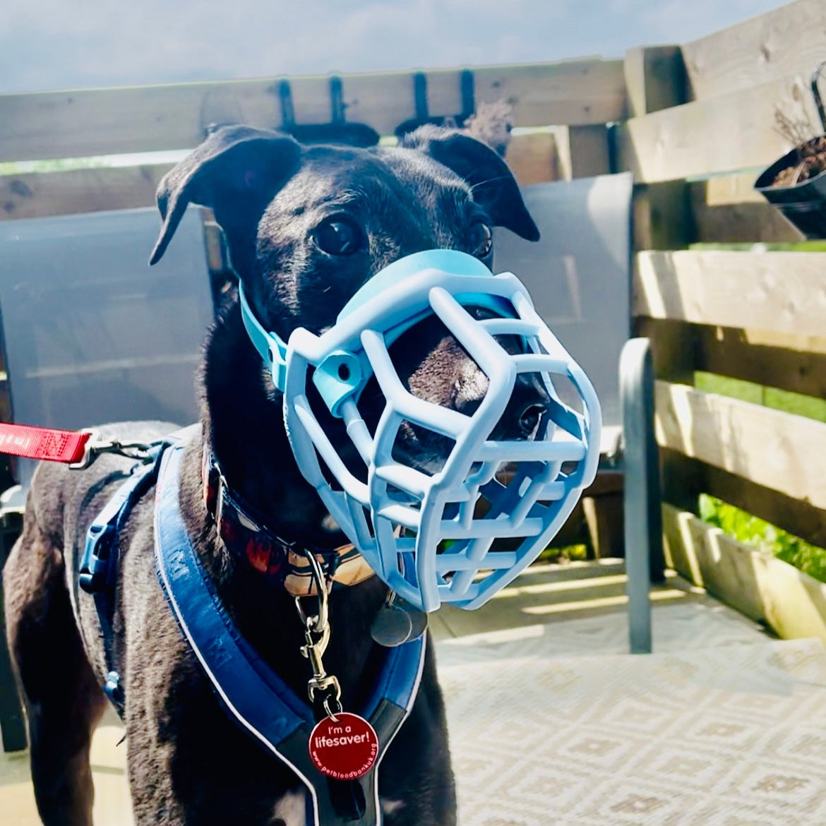 Size Neli Dog Muzzle - Made to order muzzle with colour customisation ...