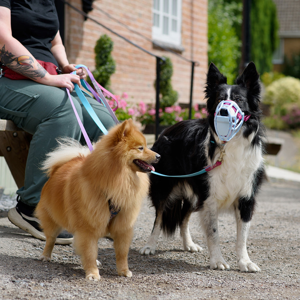 Size Neli Dog Muzzle - Made to order muzzle with colour customisation ...