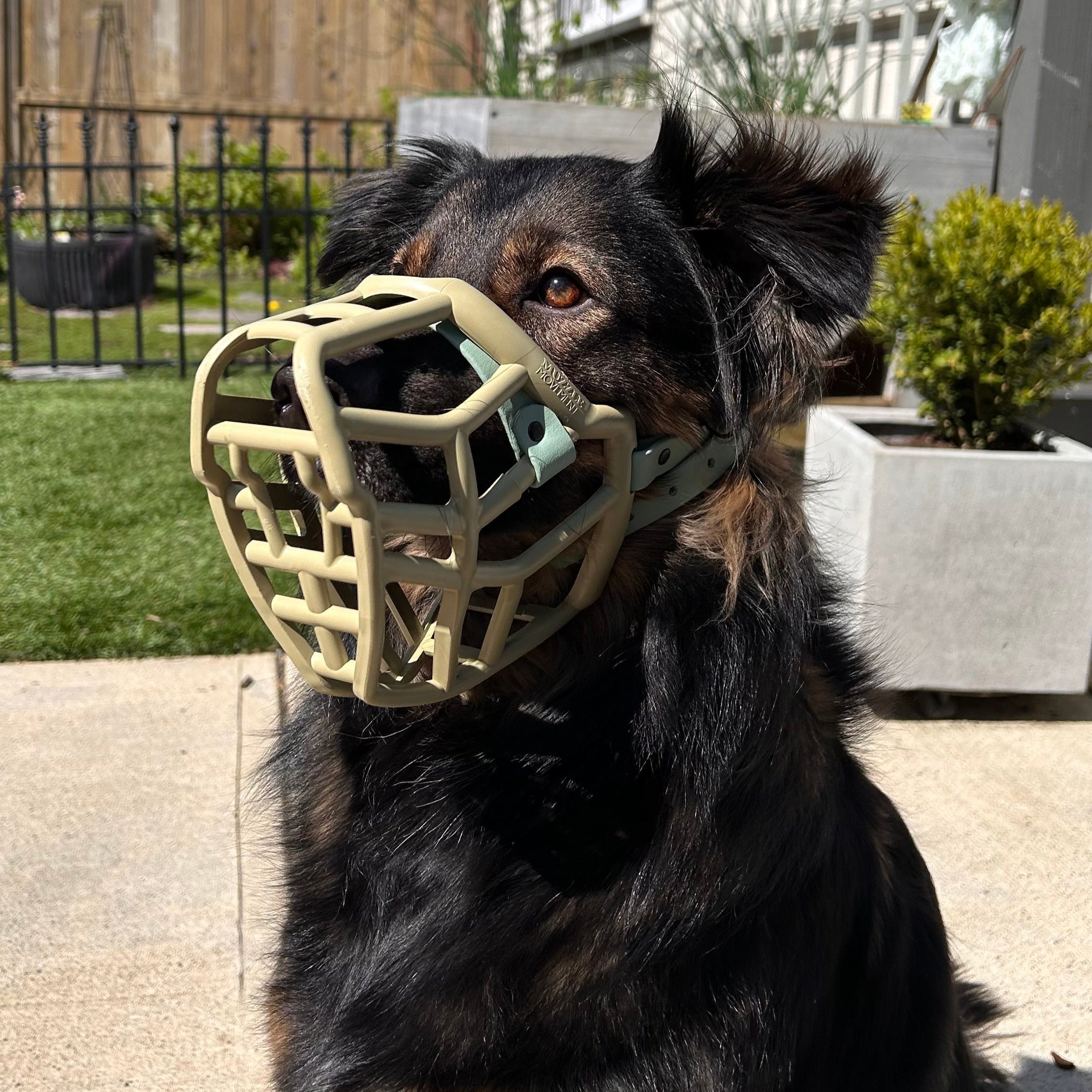 Size Neli Dog Muzzle - Made to order muzzle with colour customisation ...