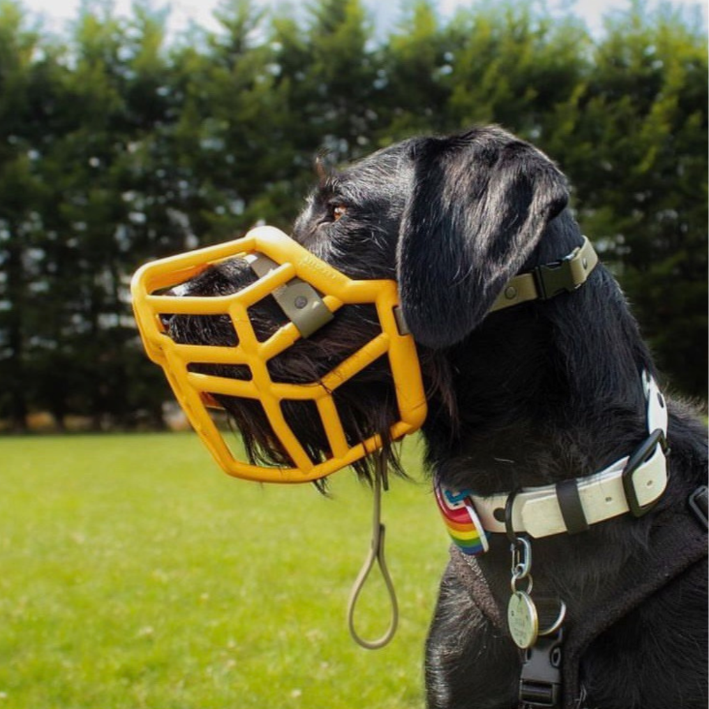 Size Neli Dog Muzzle - Made to order muzzle with colour customisation– The Muzzle Movement