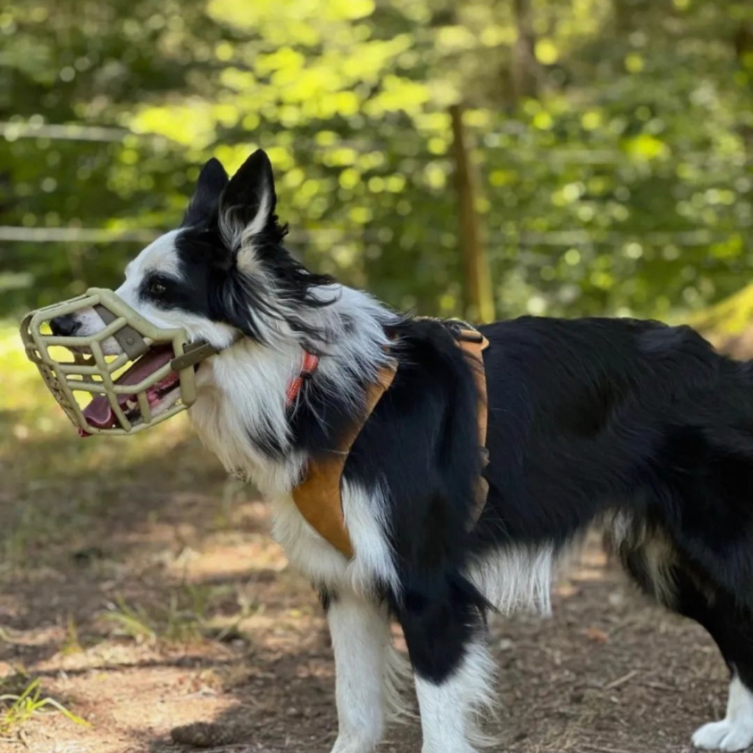 Size Neli Dog Muzzle - Made to order muzzle with colour customisation– The Muzzle Movement