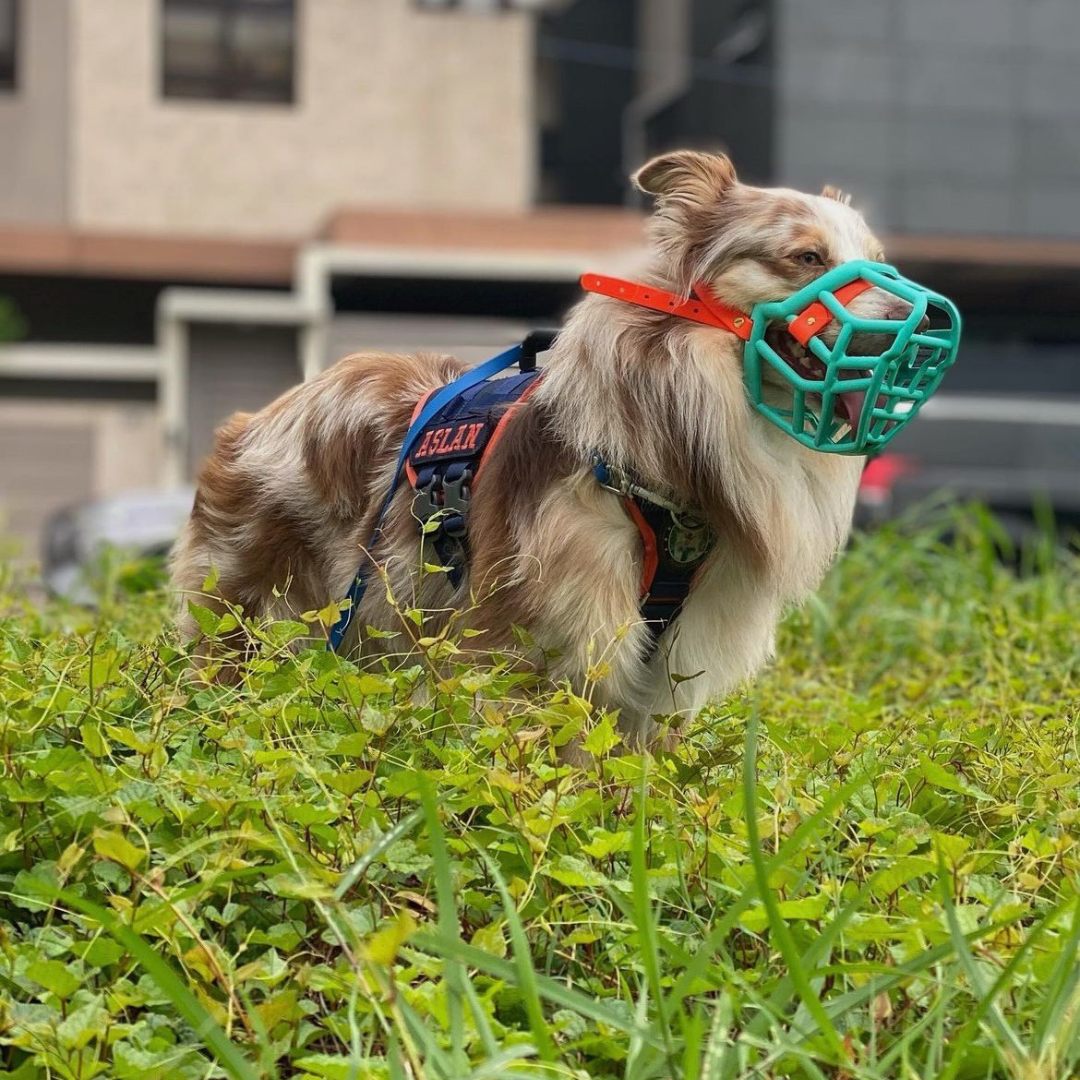 Size Neli Dog Muzzle - Made to order muzzle with colour customisation ...