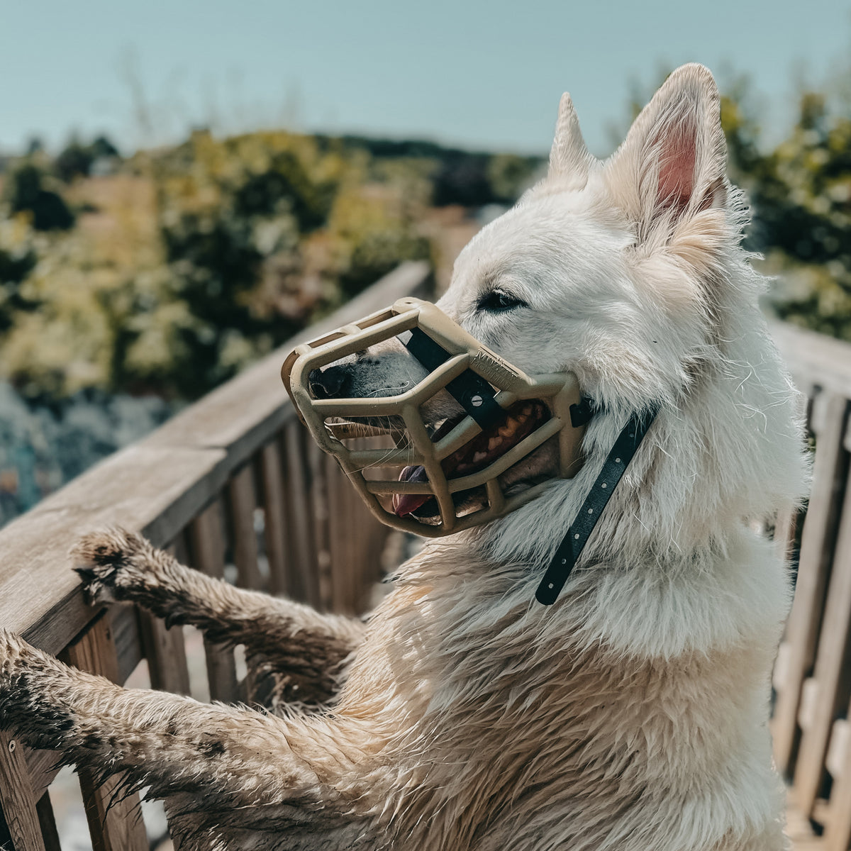 Size Sunny Dog Muzzle- Made to order muzzle with colour customisation ...