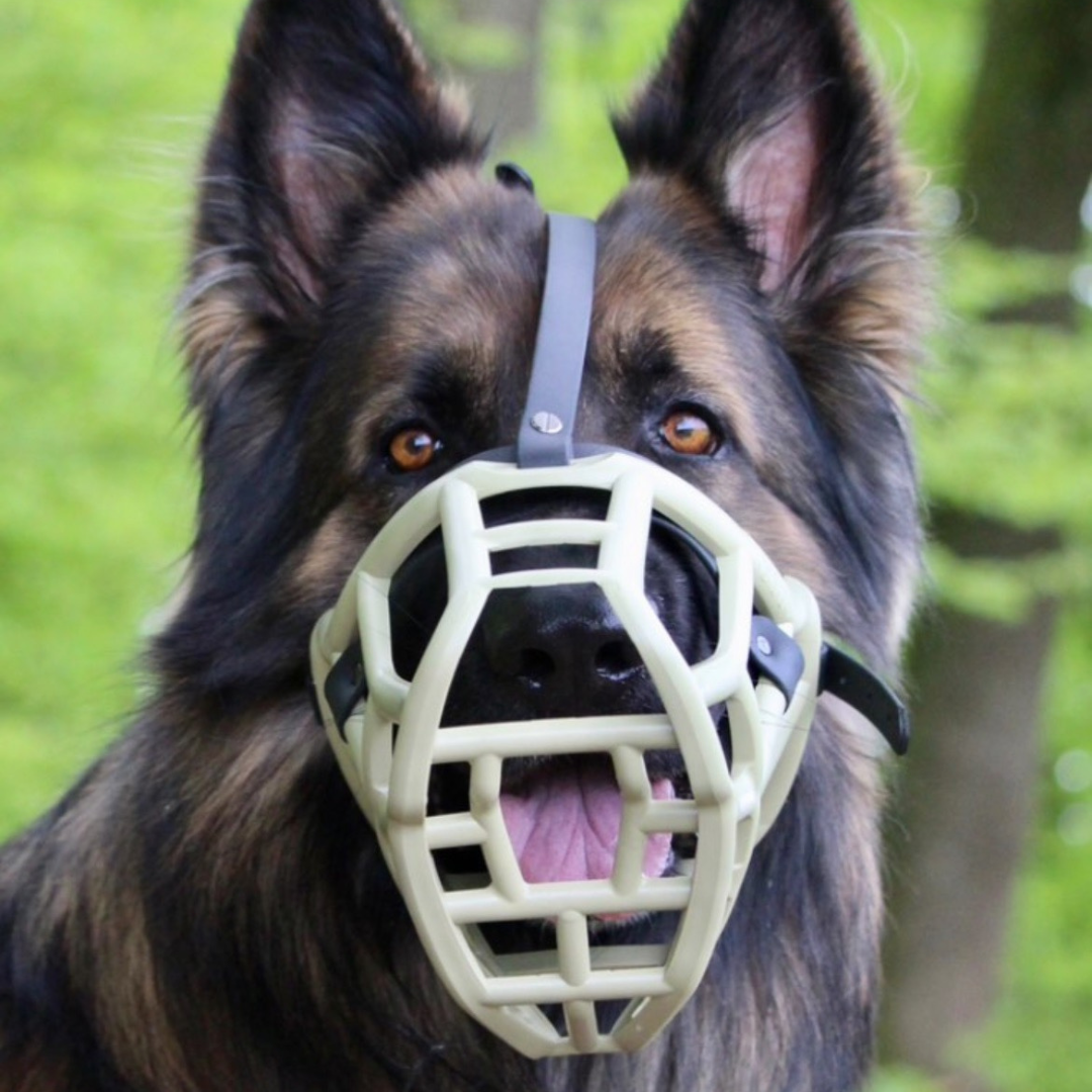 Size Sunny - Made to order muzzle with colour customisation– The Muzzle ...