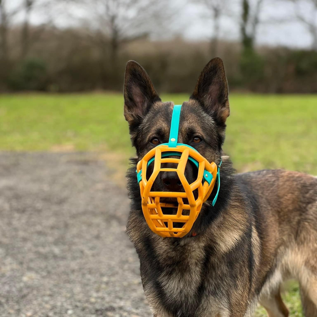 Size Sunny Dog Muzzle- Made to order muzzle with colour customisation ...