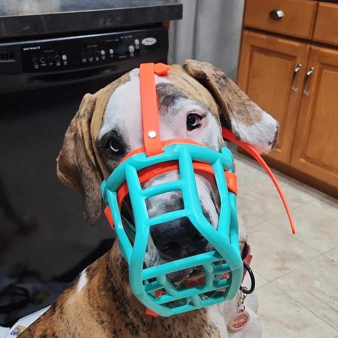 Size Sunny Dog Muzzle- Made to order muzzle with colour customisation ...