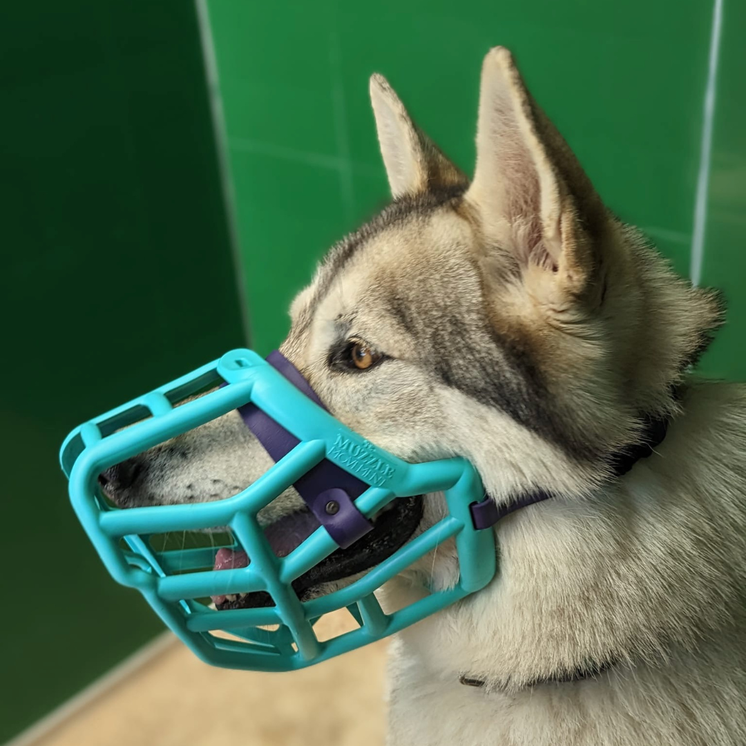 Size Sunny Dog Muzzle- Made to order muzzle with colour customisation ...