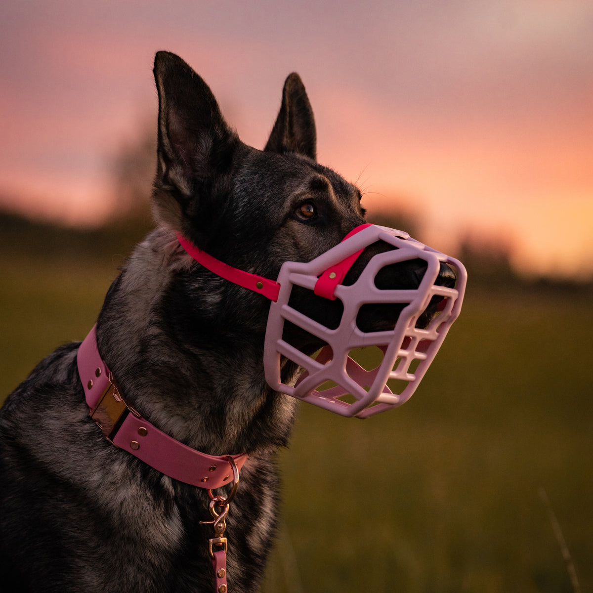 Size Taz Dog Muzzle - Made to order muzzle with colour customisation ...