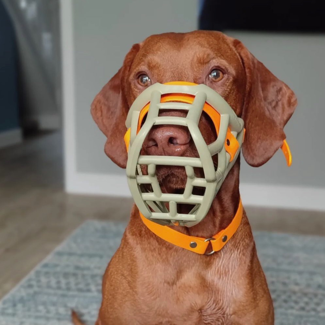 Size Tolly - Made to order muzzle with colour customisation– The Muzzle ...