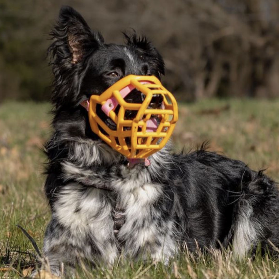 Size Tolly Dog Muzzle - Made to order muzzle with colour customisation ...
