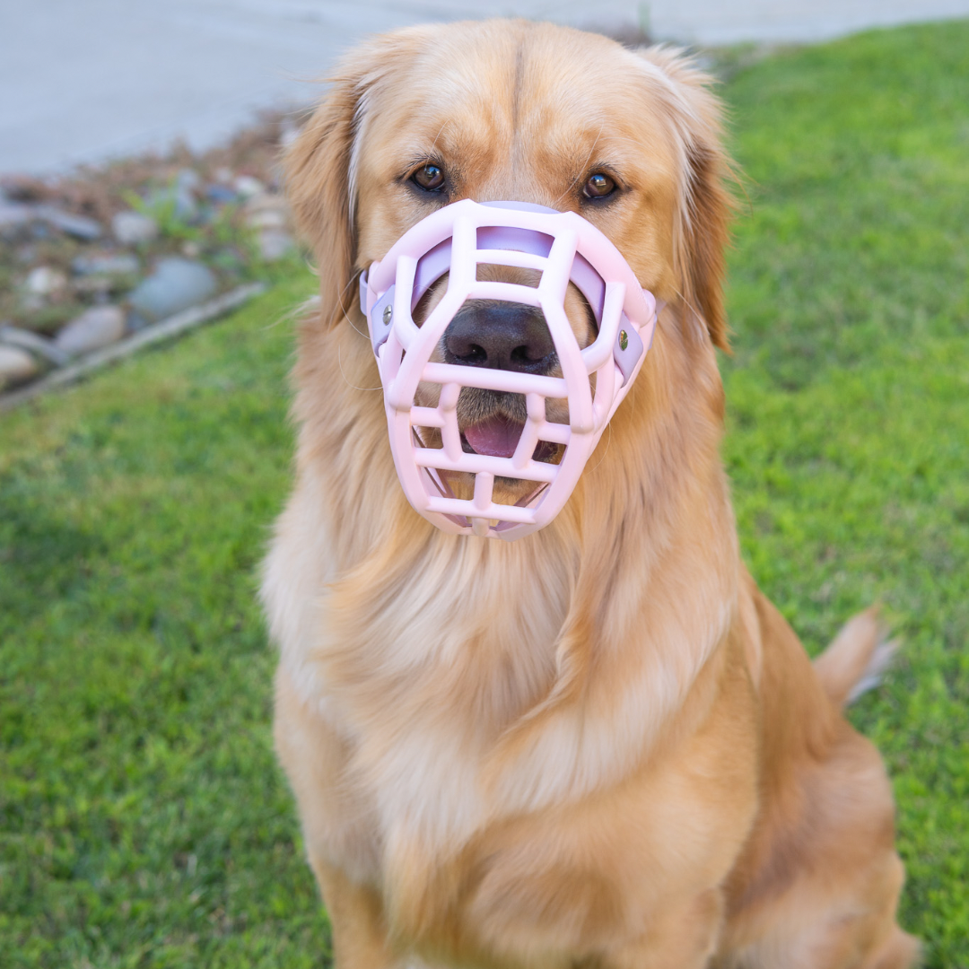 Size Tolly - Made to order muzzle with colour customisation– The Muzzle ...