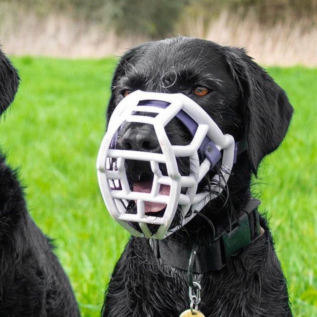 Size Tolly - Made to order muzzle with colour customisation– The Muzzle ...