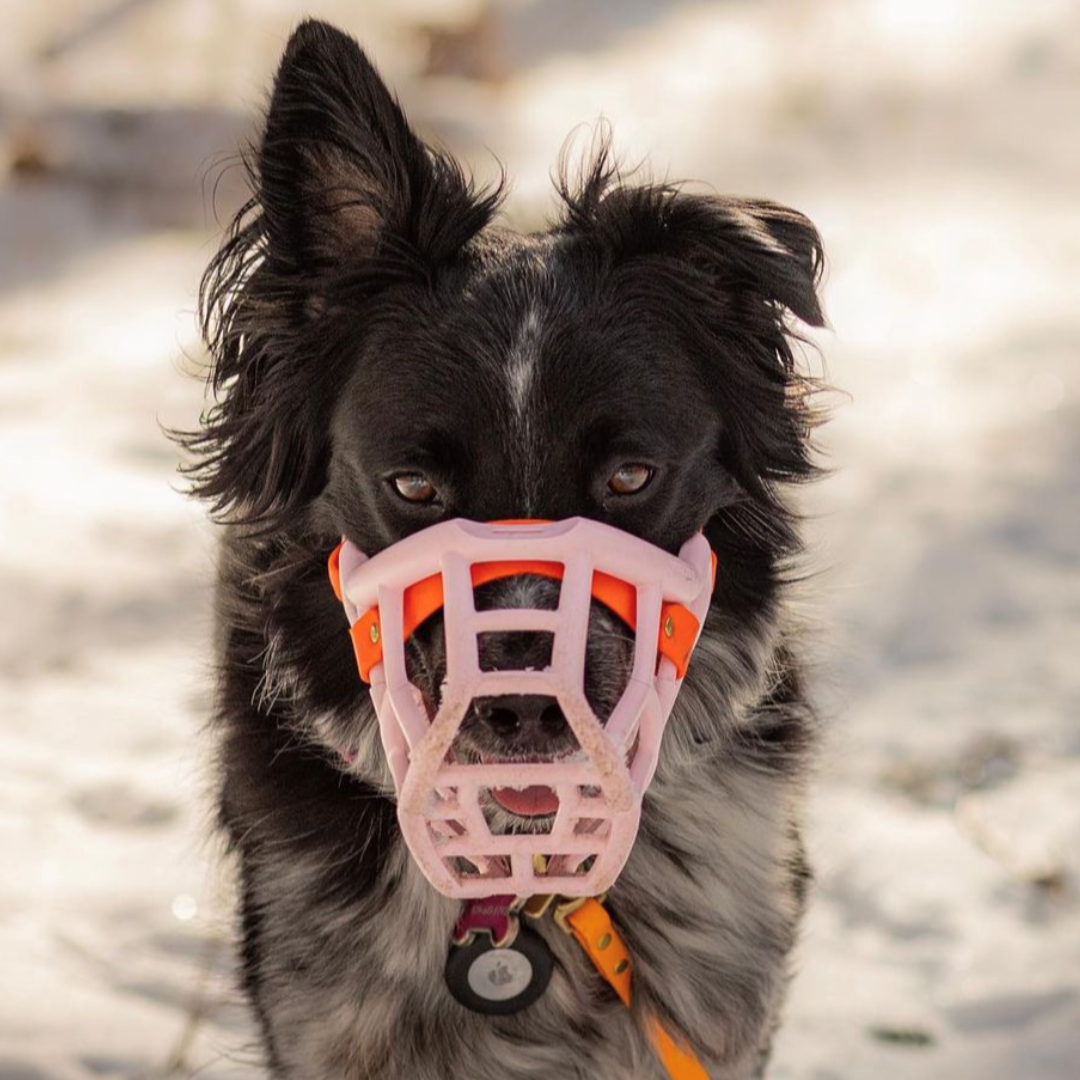 Size Tolly Dog Muzzle - Made to order muzzle with colour customisation ...